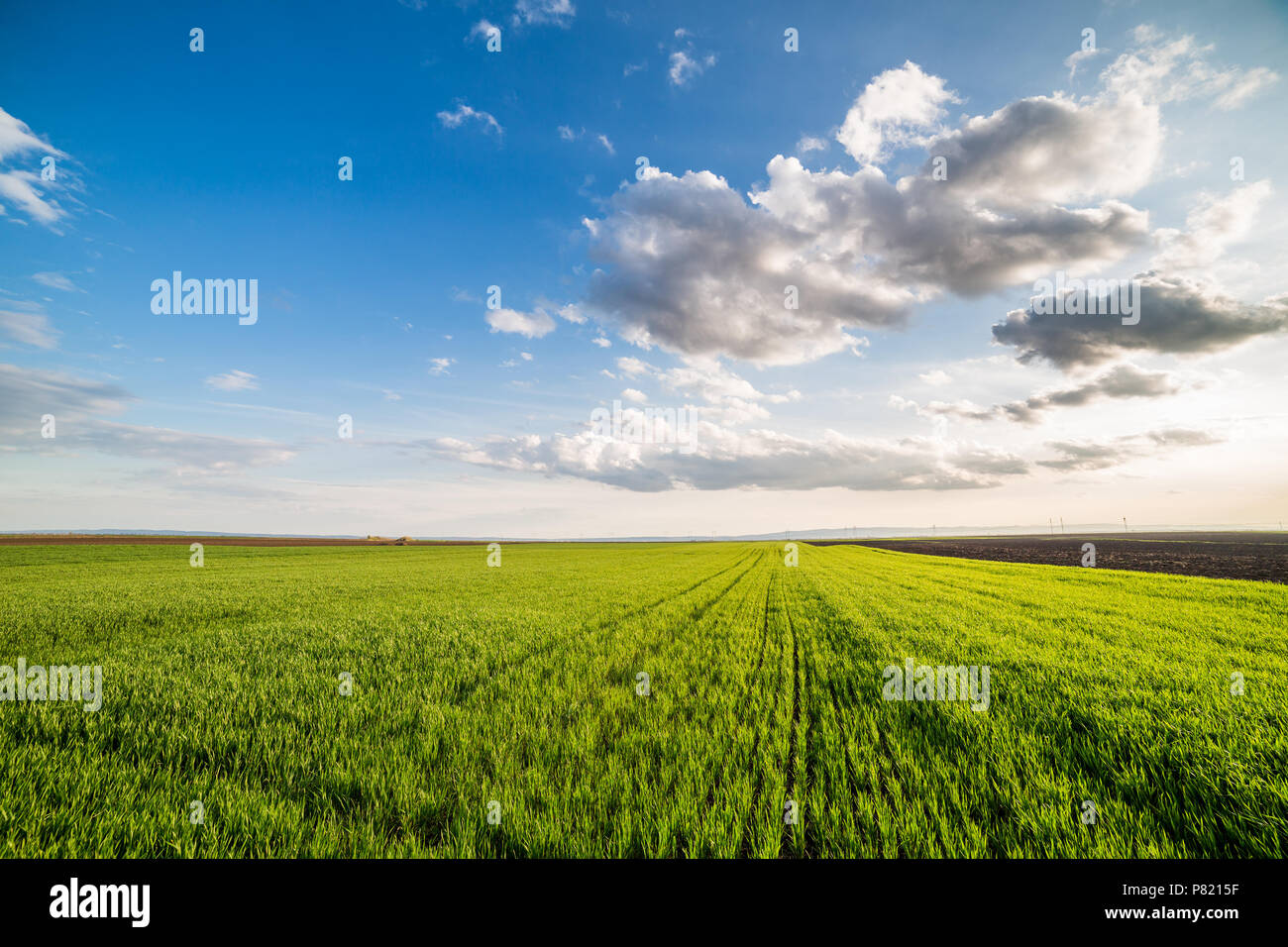 Green field of sprouting wheat Stock Photo - Alamy
