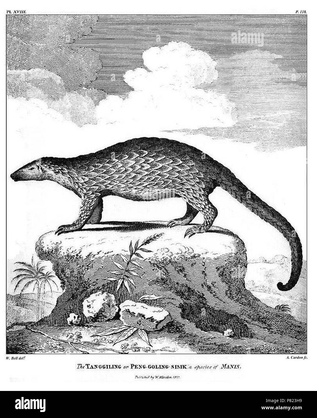 Deutsch: William Marsden: The History of Sumatra. Tafel XVIII: The ...