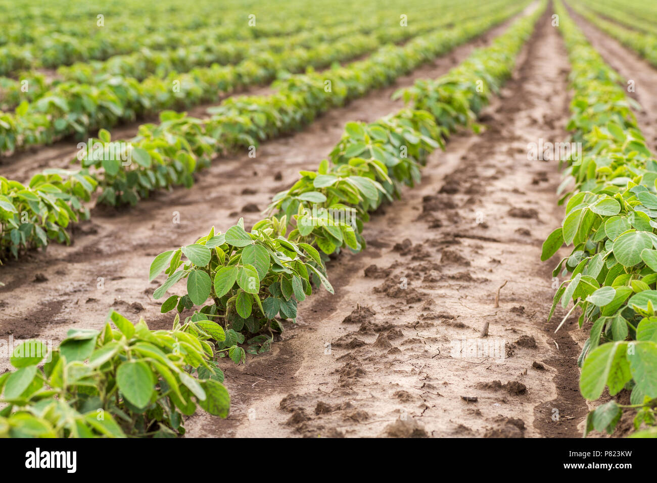 Soybean field hi-res stock photography and images - Alamy