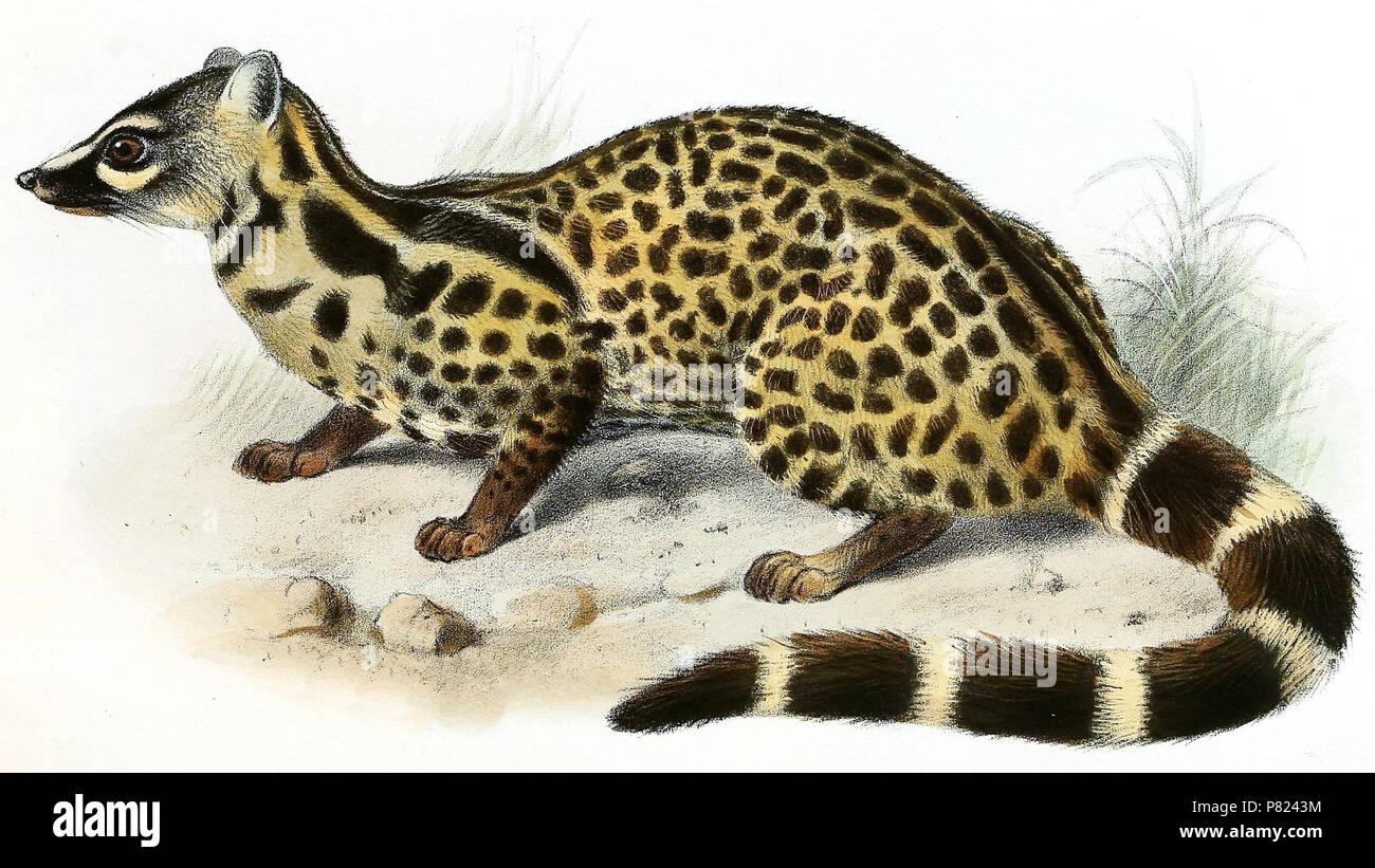 Victoriae hi-res stock photography and images - Alamy