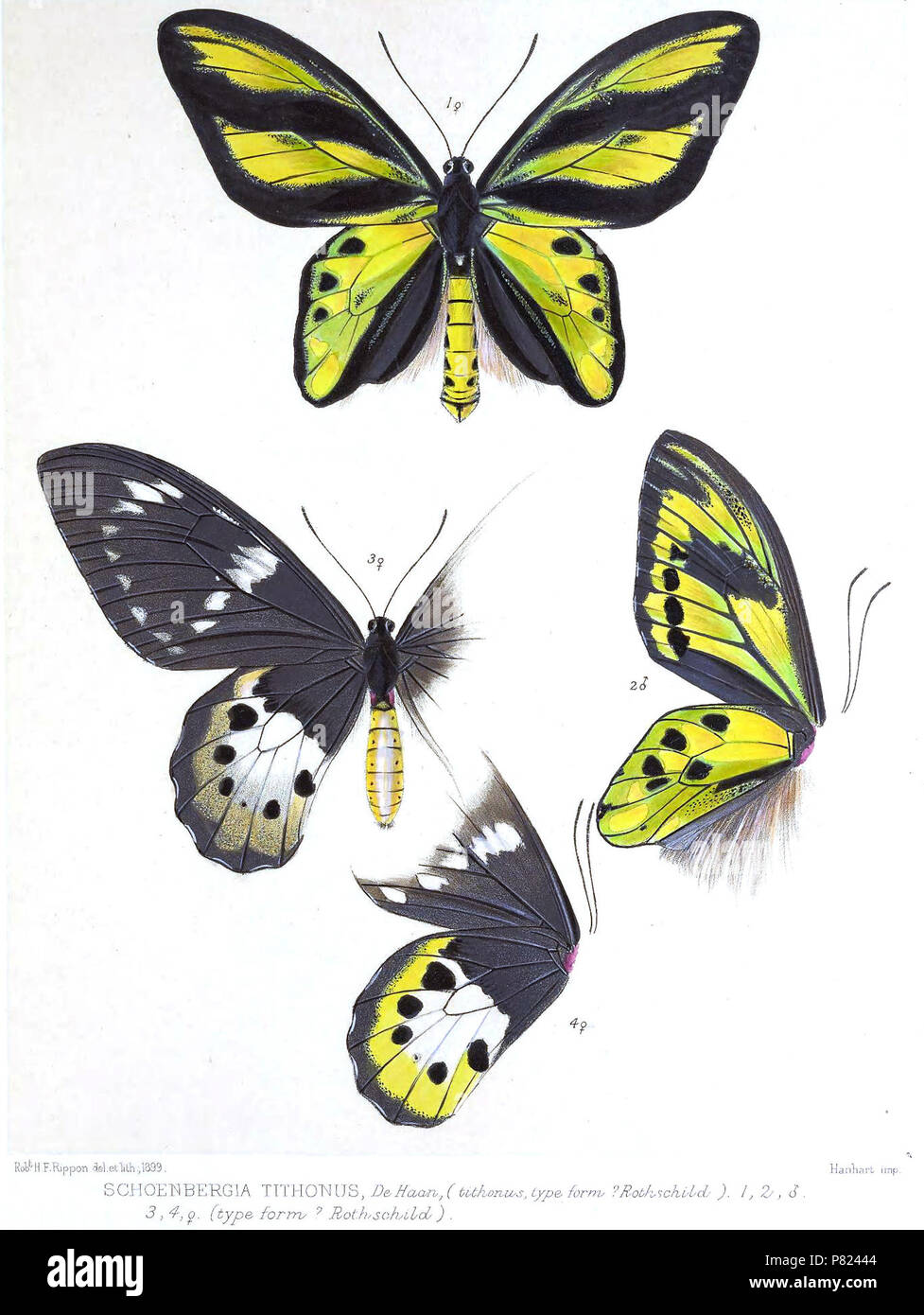 Ornithoptera tithonus hi-res stock photography and images - Alamy