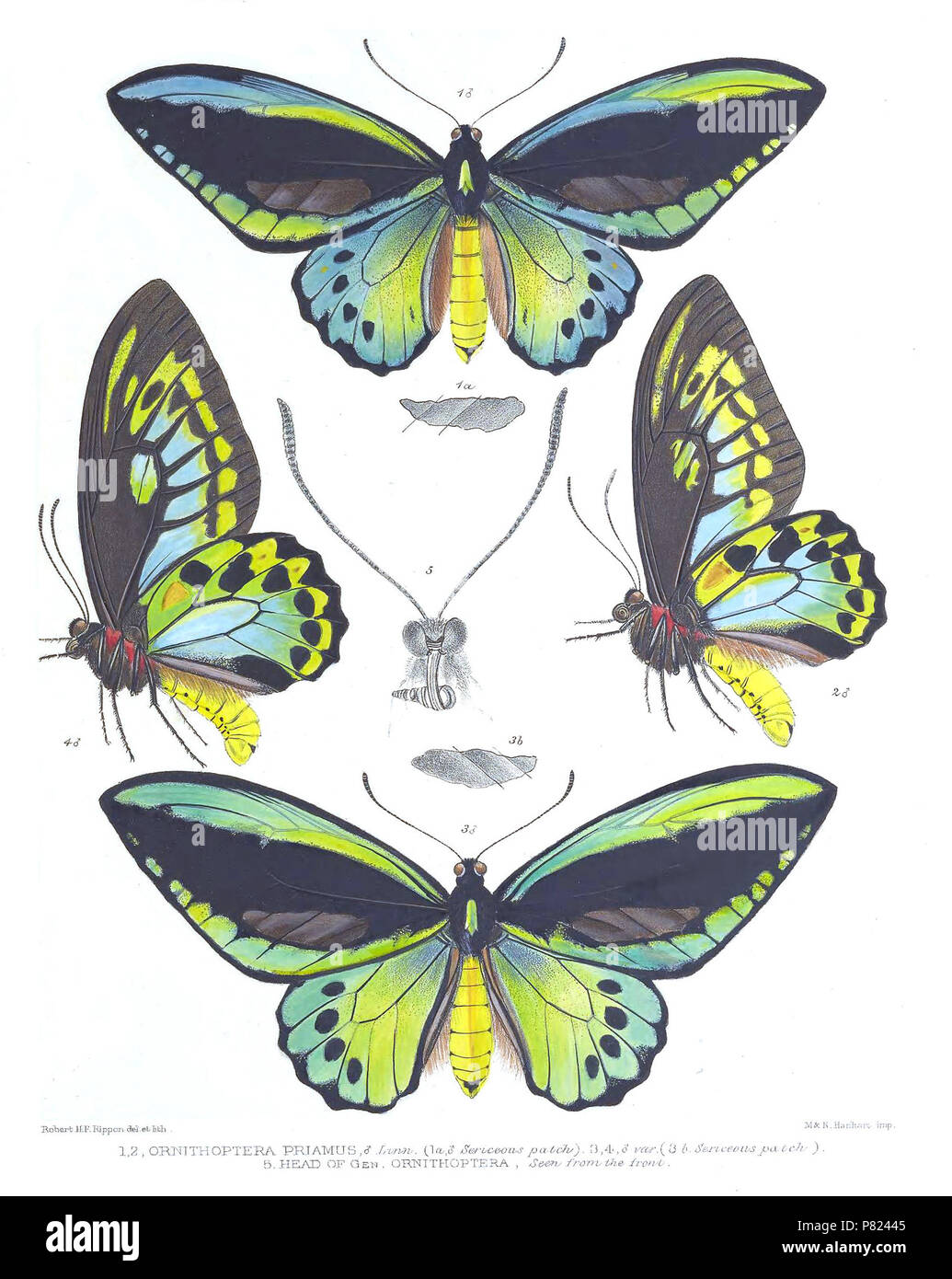 Ornithoptera priamus . 1898 296 OrnithopteraPriamusRippon Stock Photo ...