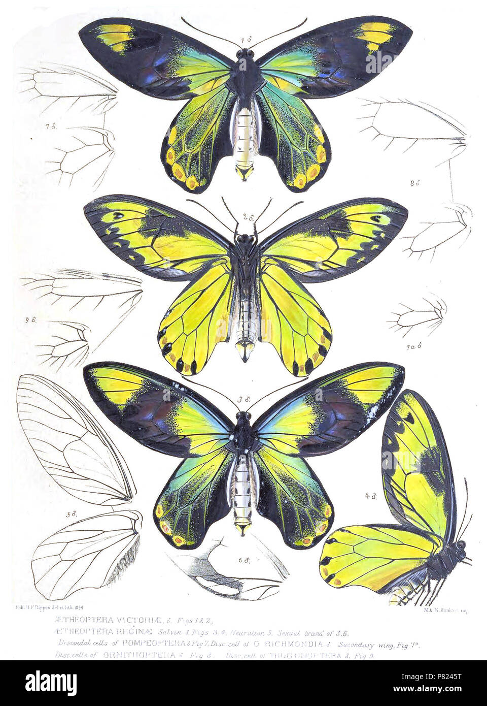 Ornithoptera victoriae hi-res stock photography and images - Alamy