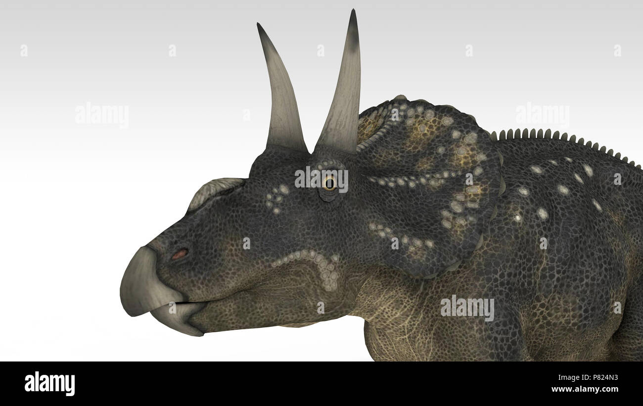Triceratops skin hi-res stock photography and images - Alamy