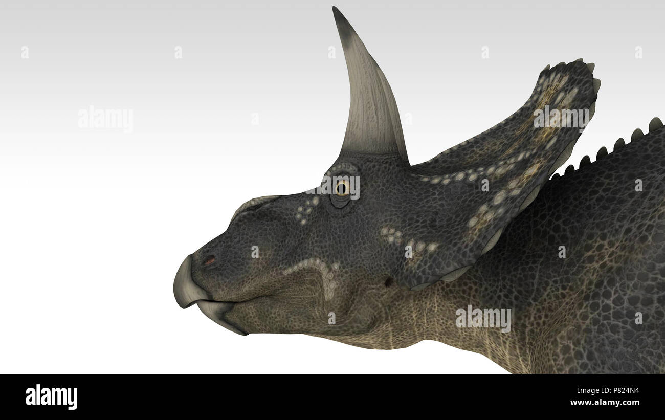 Triceratops skin hi-res stock photography and images - Alamy