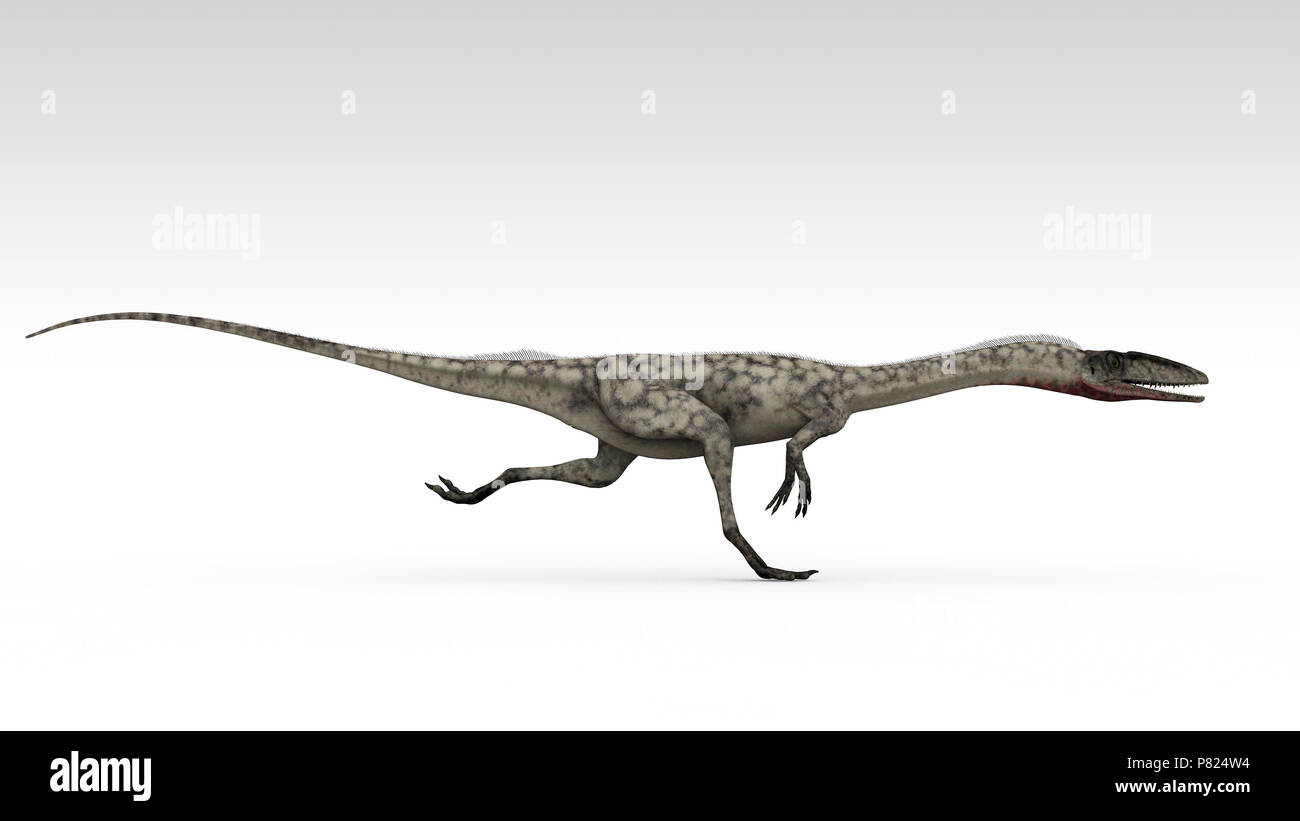 Coelophysis tooth hi-res stock photography and images - Alamy