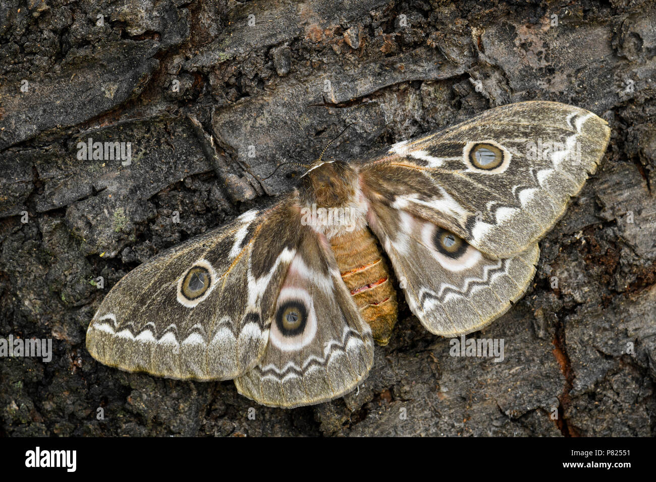 Zig-Zag Emperor Silkmoth - Gonimbrasia tyrrhea, beautiful large moth ...