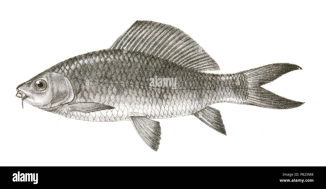 Species of nandina hi-res stock photography and images - Alamy