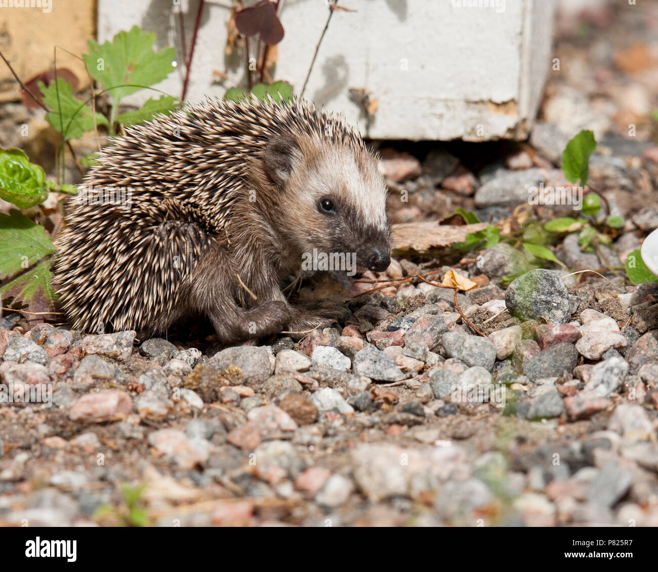 EUROPEAN HEDGEHOG 2018 Stock Photo - Alamy