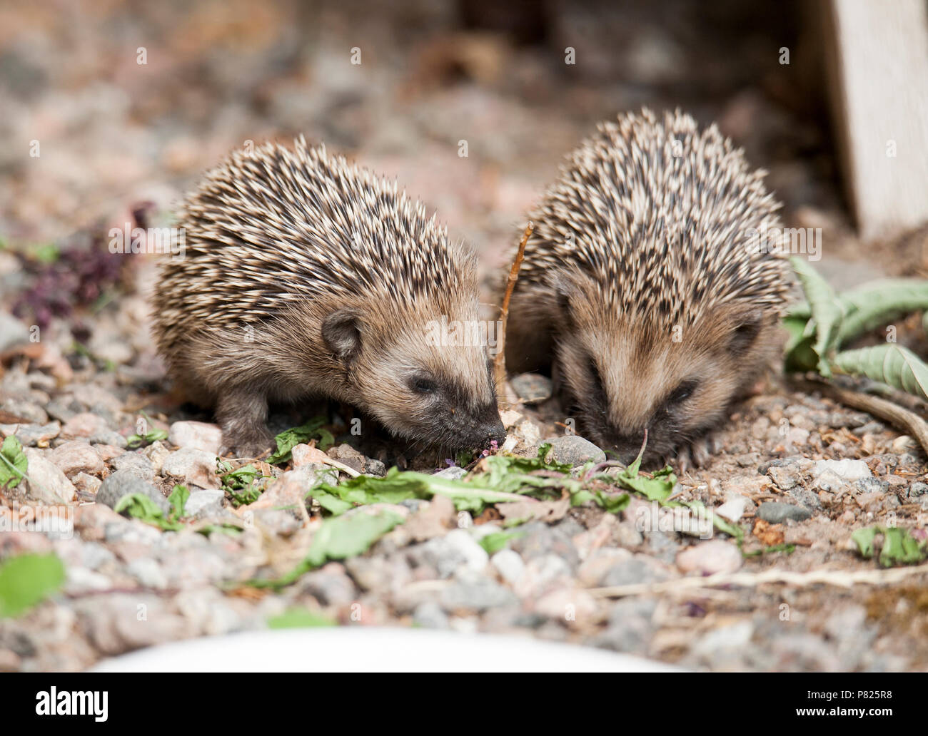 EUROPEAN HEDGEHOG 2018 Stock Photo - Alamy