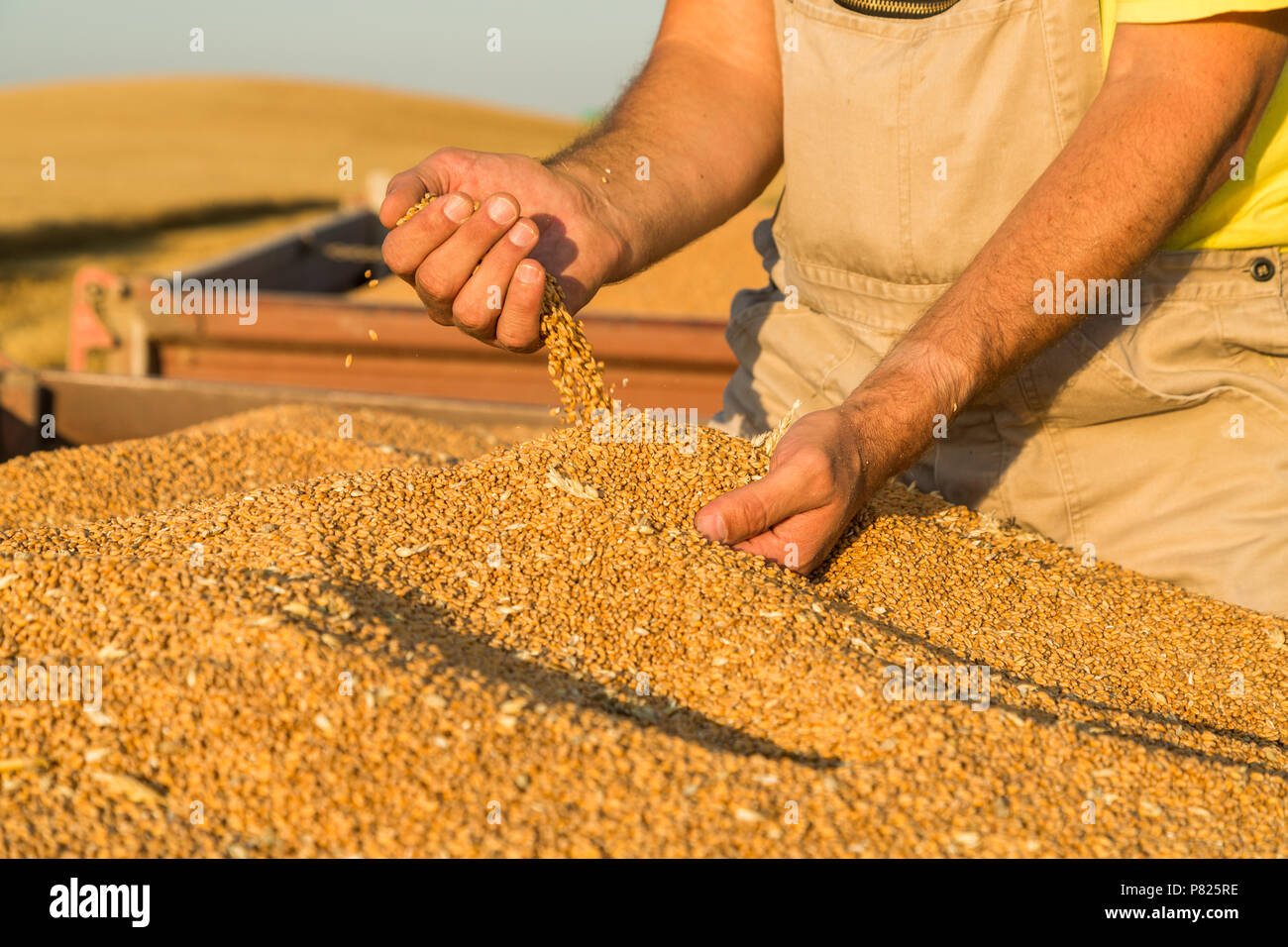 Farmer inspecting freshly harvested wheat grains Stock Photo - Alamy