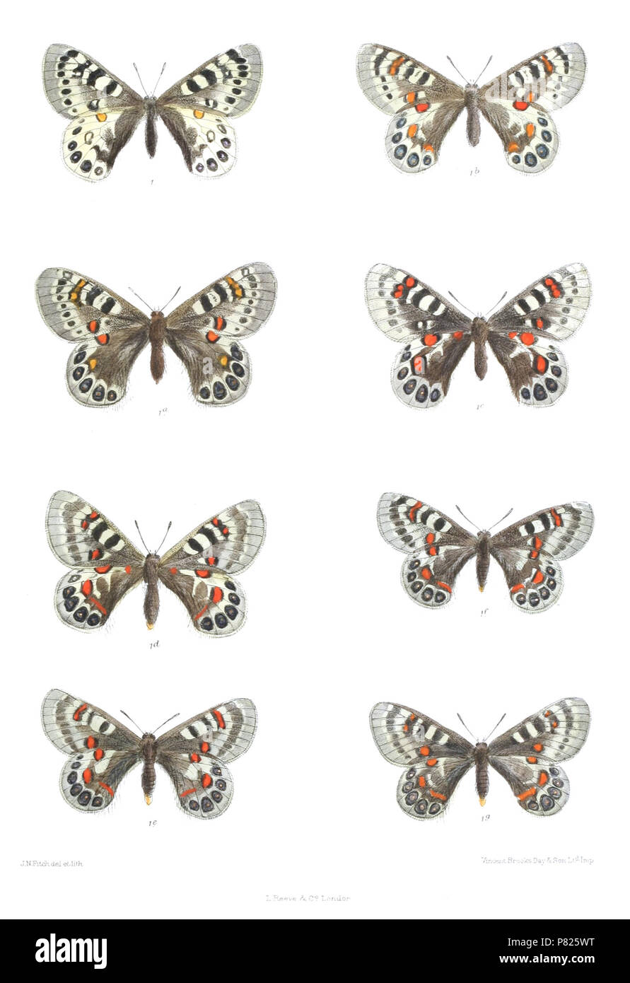 Parnassius hardwickii hi-res stock photography and images - Alamy