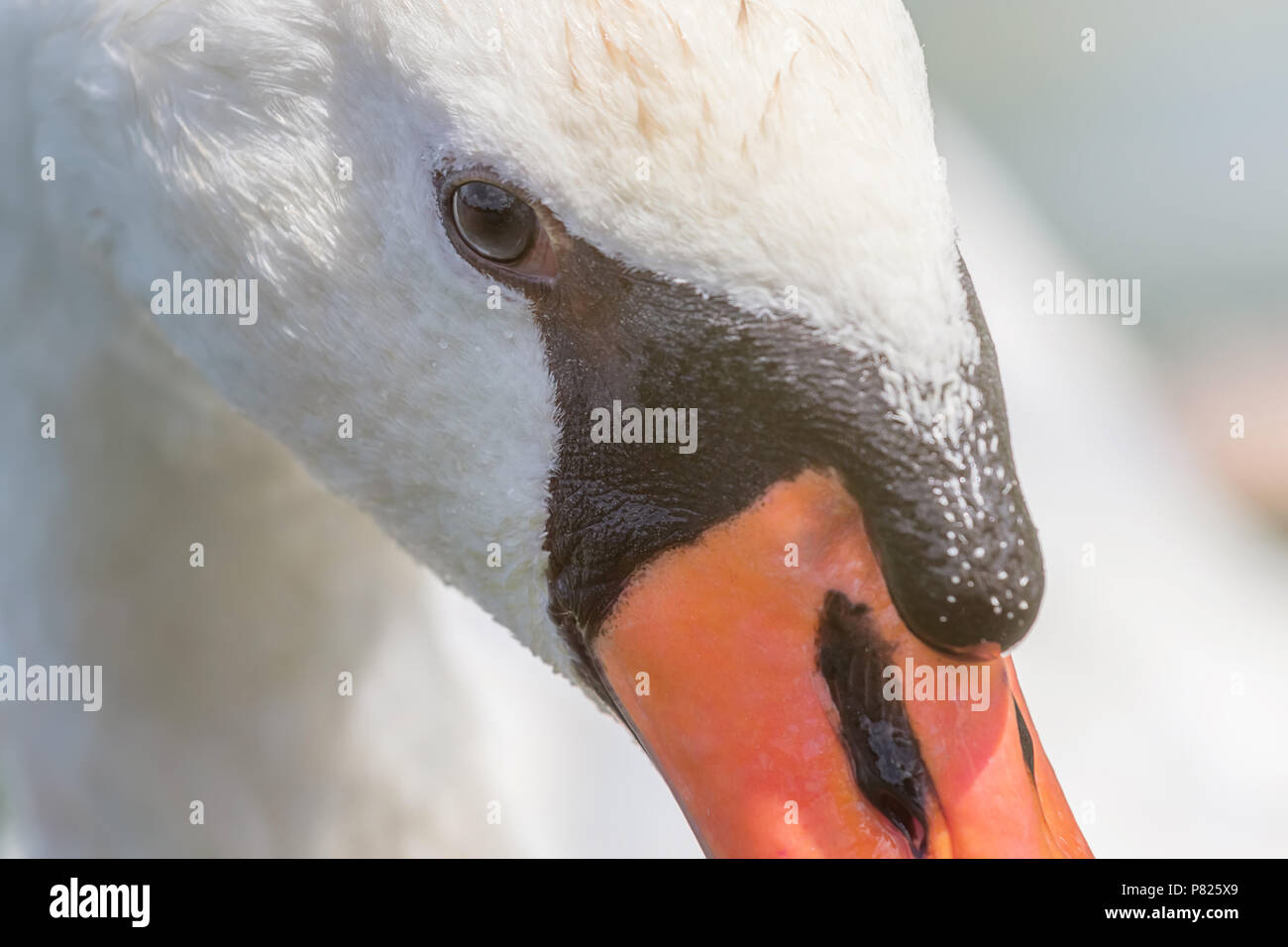 Swan Close up, Swan portrait, Cygnus Stock Photo - Alamy