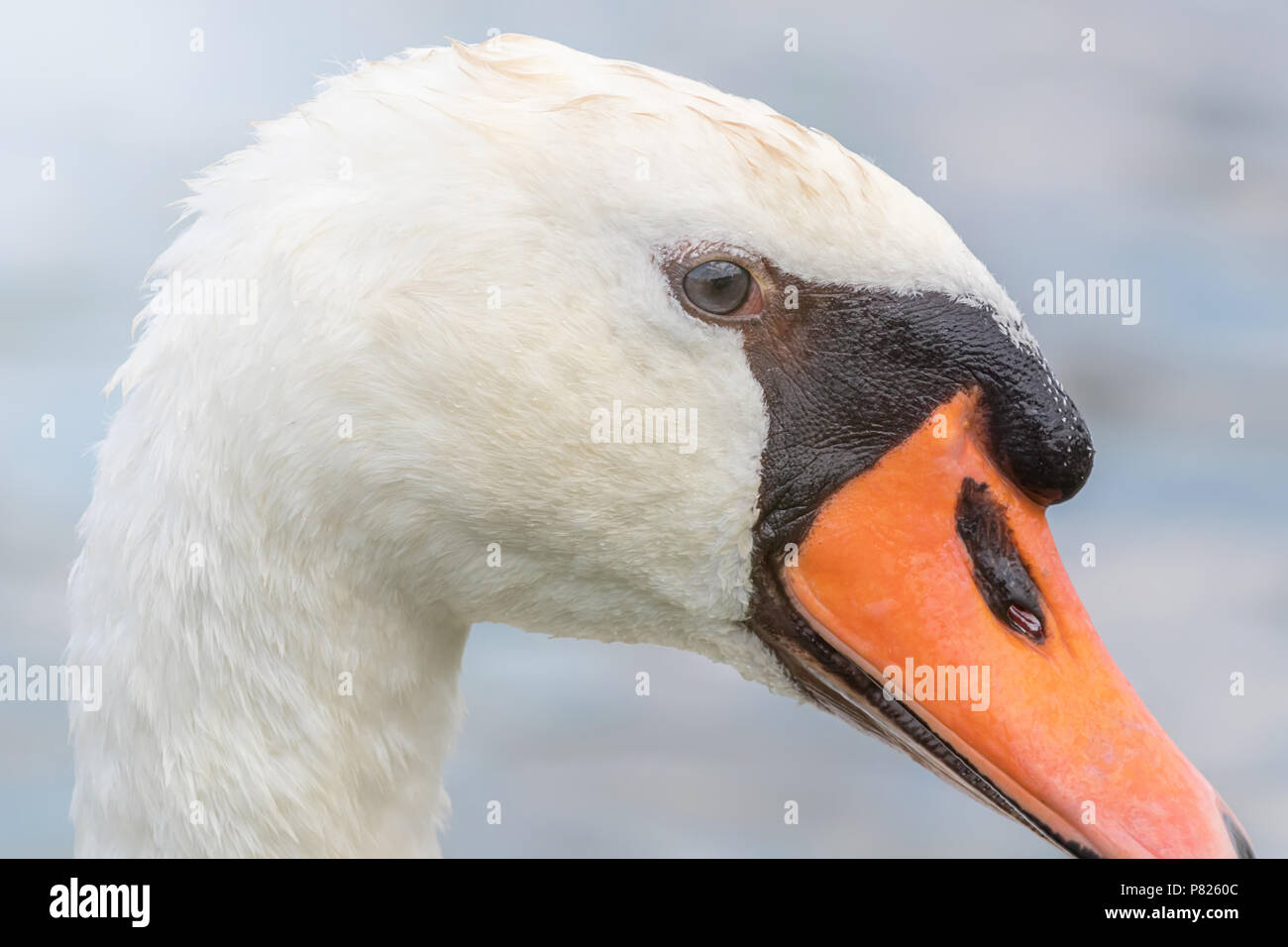 Swan Close up, Swan portrait, Cygnus Stock Photo - Alamy