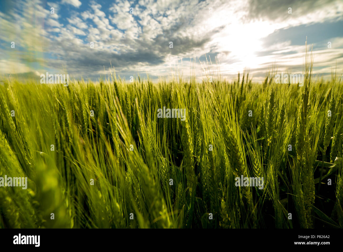 Green wheat field Stock Photo - Alamy