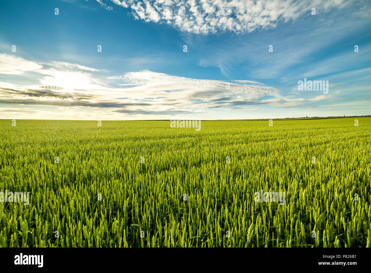 Green wheat field Stock Photo - Alamy