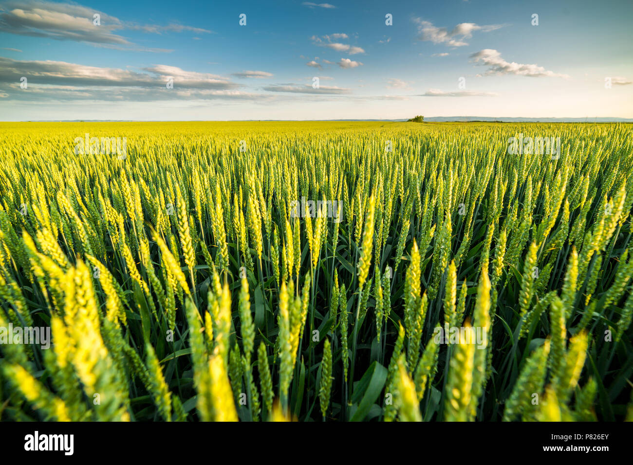 Green field of sprouting wheat Stock Photo - Alamy