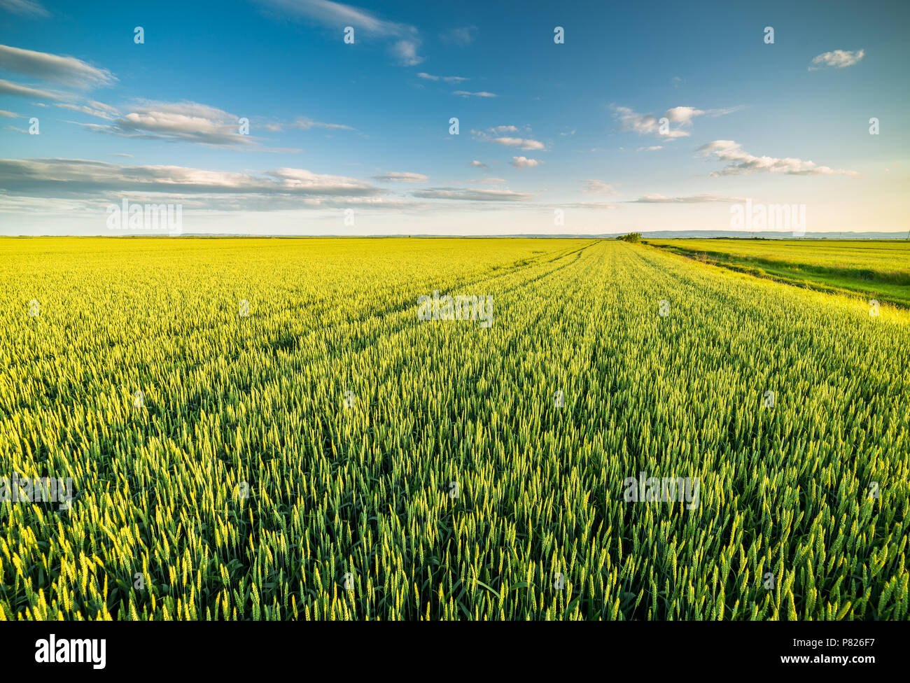 Green field of sprouting wheat Stock Photo - Alamy