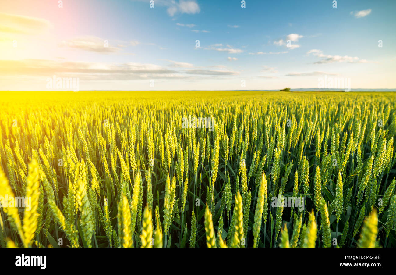 Green field of sprouting wheat Stock Photo - Alamy