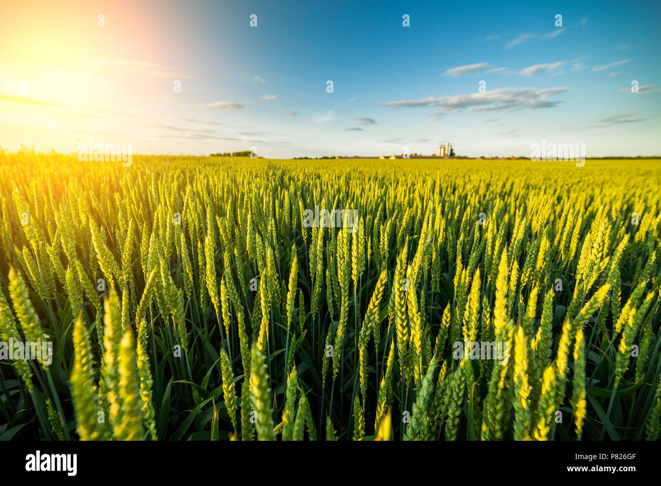 Green field of sprouting wheat Stock Photo - Alamy
