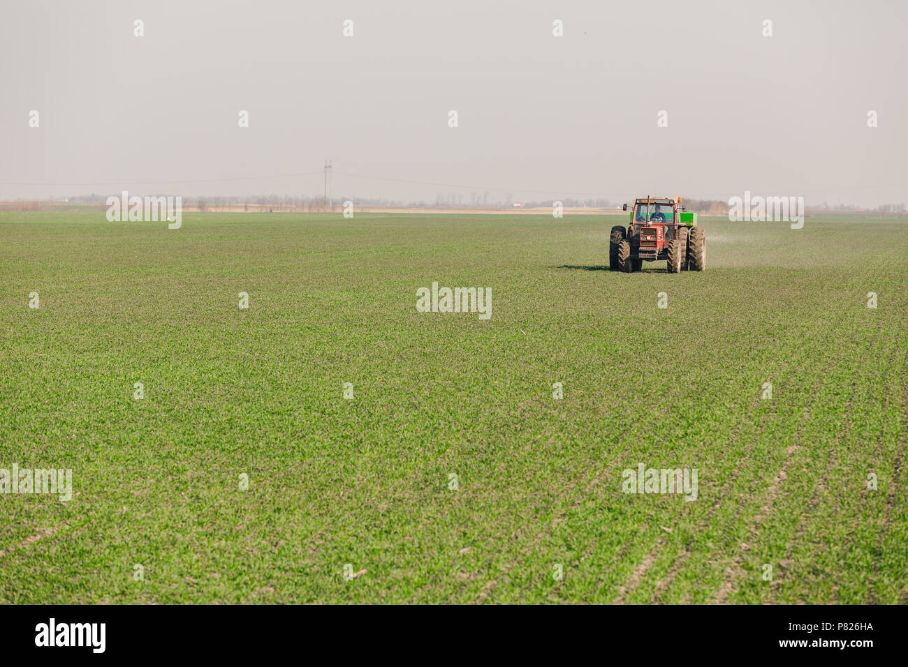 Farmer in tractor fertilizing wheat field at spring with npk Stock ...