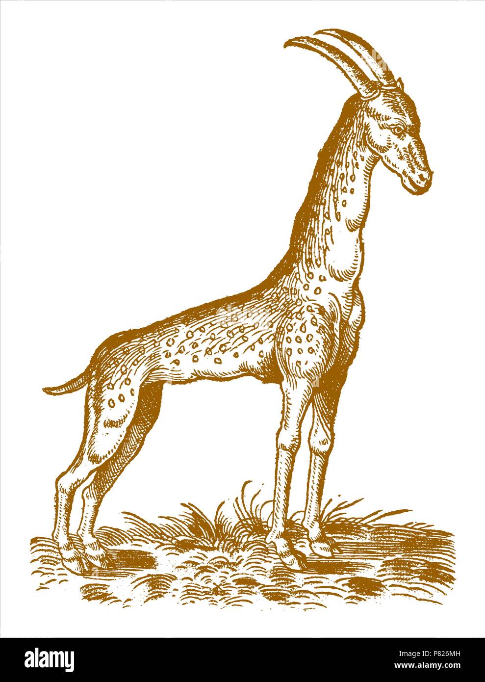 Vintage africa Stock Vector Images - Alamy