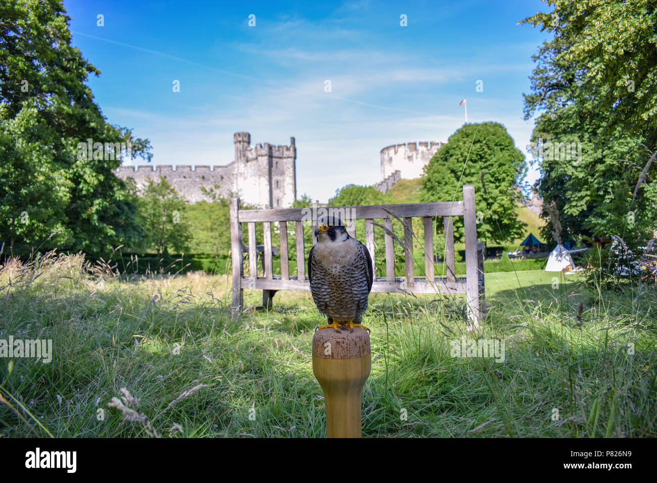 Bird of prey at Arundel Castle Stock Photo - Alamy