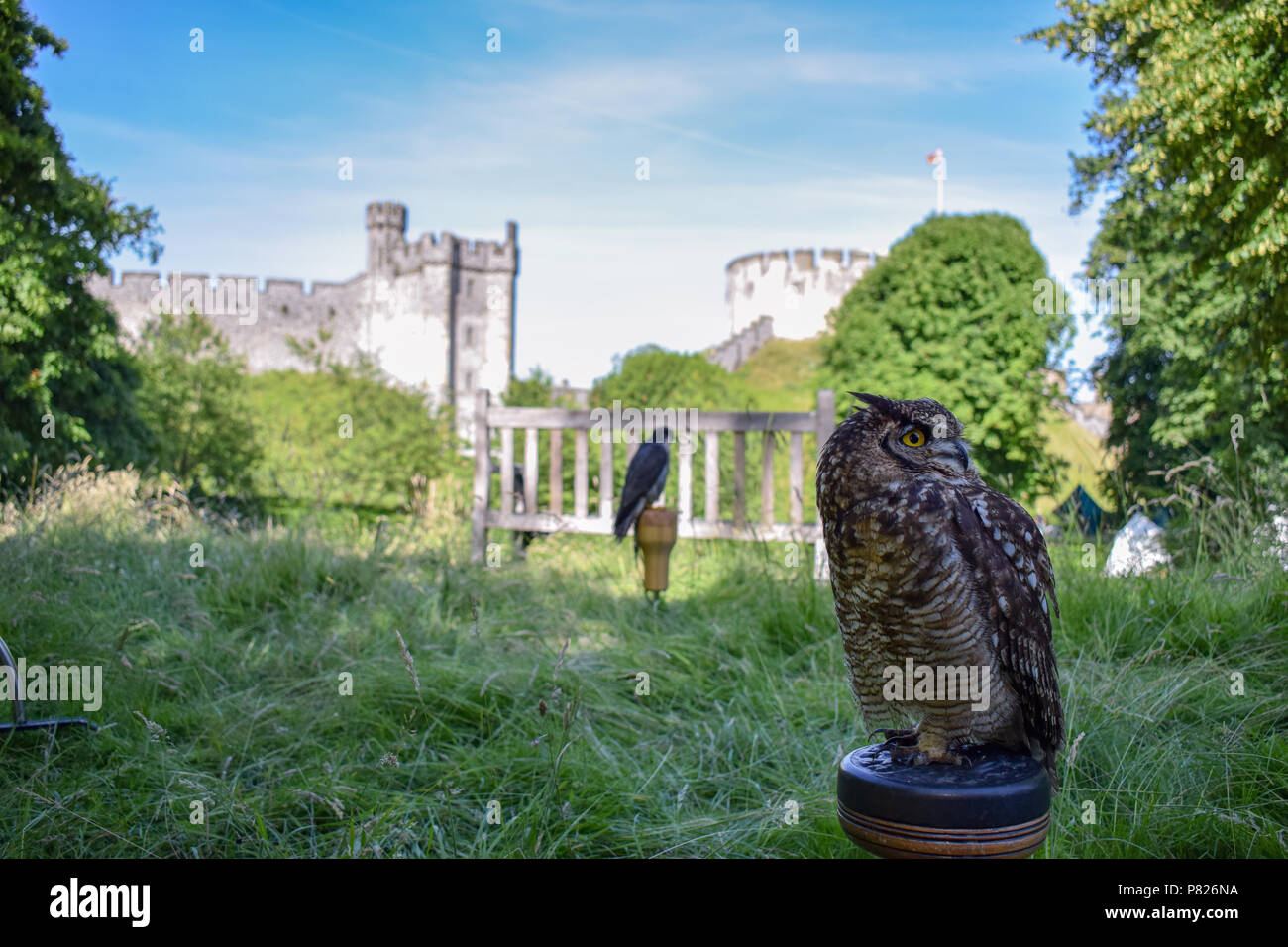 Bird of prey at Arundel Castle Stock Photo - Alamy