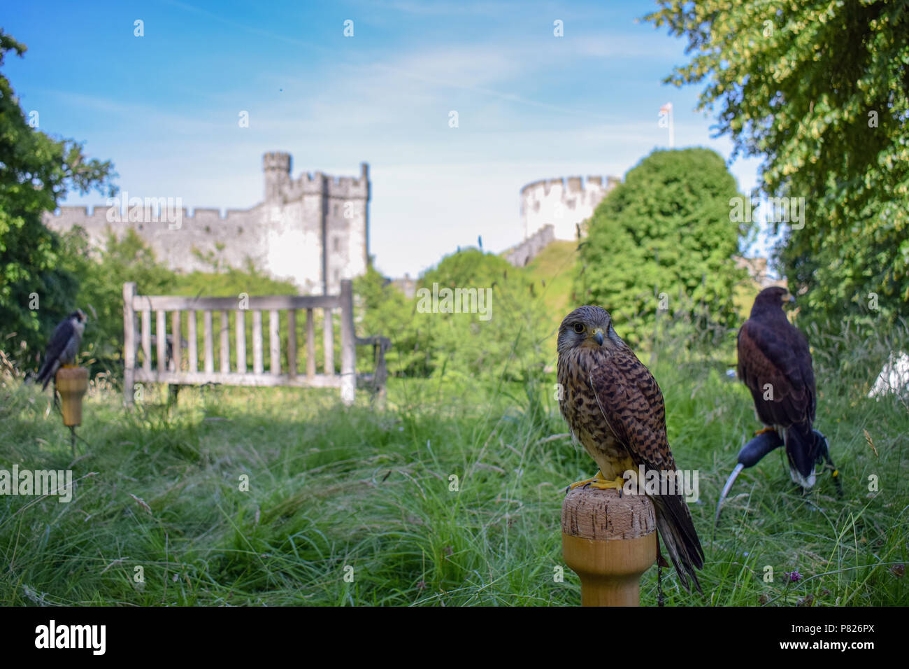 Bird of prey at Arundel Castle Stock Photo - Alamy