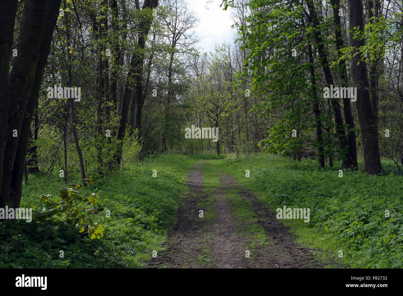 Mud pathway hi-res stock photography and images - Alamy