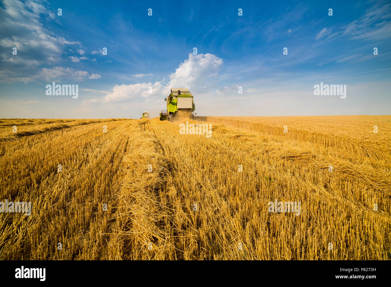 Combine harvester in action on wheat field Stock Photo - Alamy