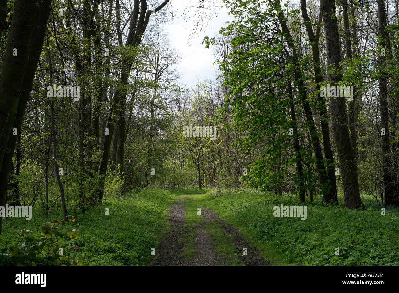 Mud pathway hi-res stock photography and images - Alamy