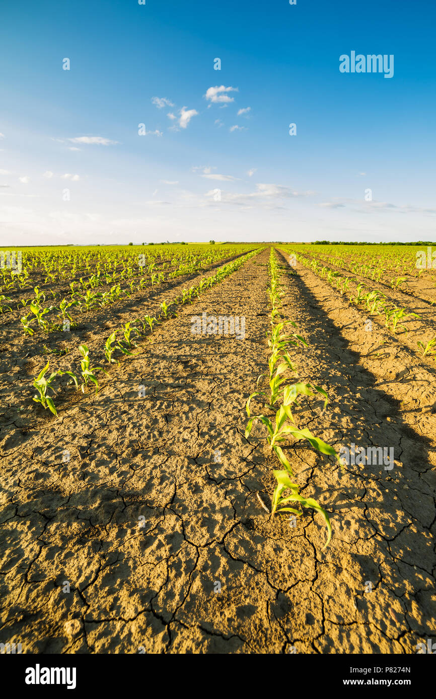 Green corn maize field in early stage Stock Photo - Alamy