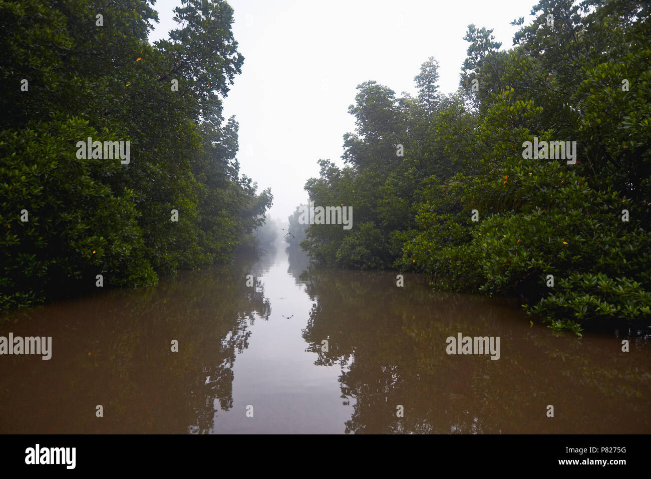 Blue birds jungle exotic hi-res stock photography and images - Alamy