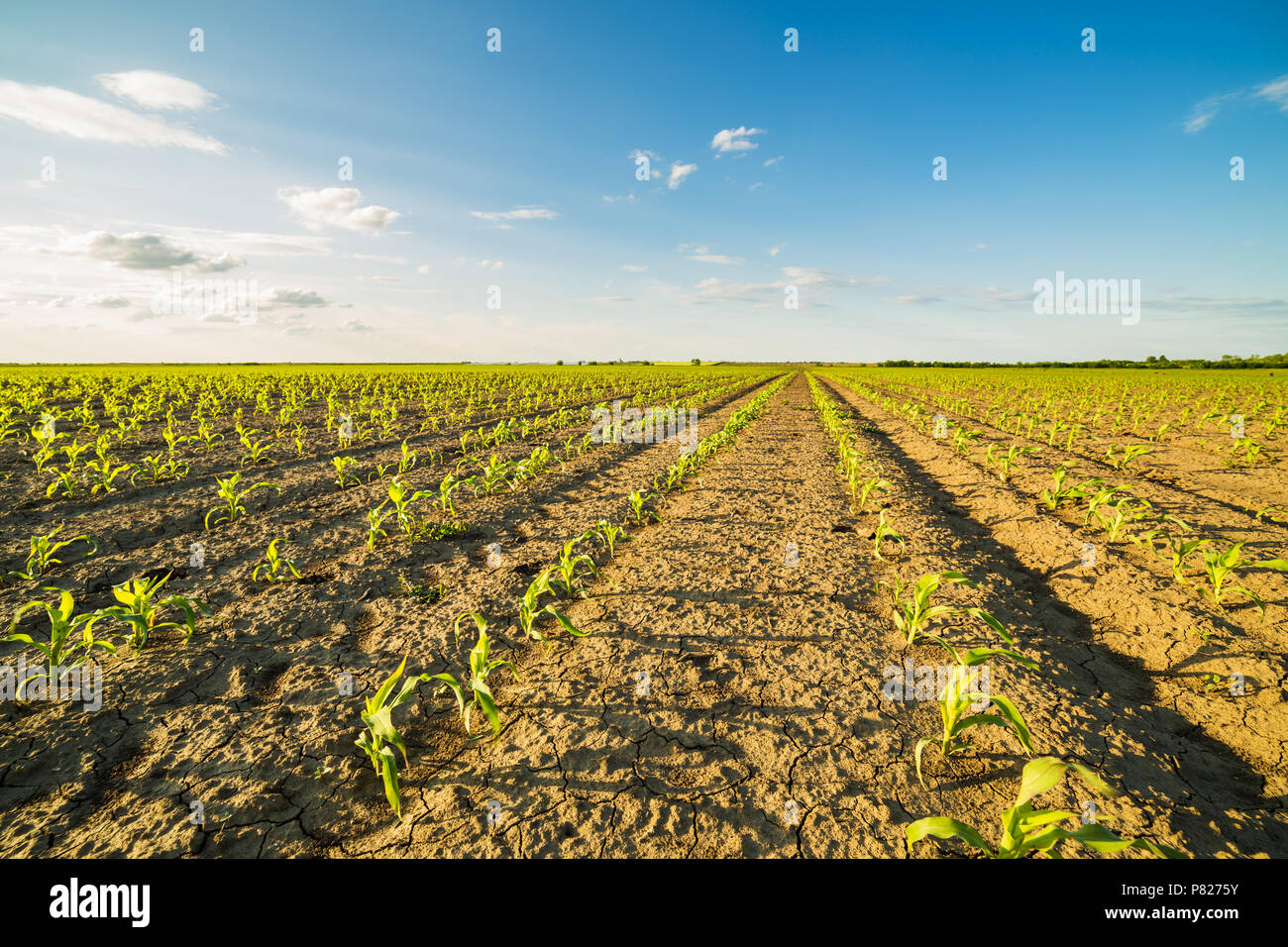 Green corn maize field in early stage Stock Photo - Alamy