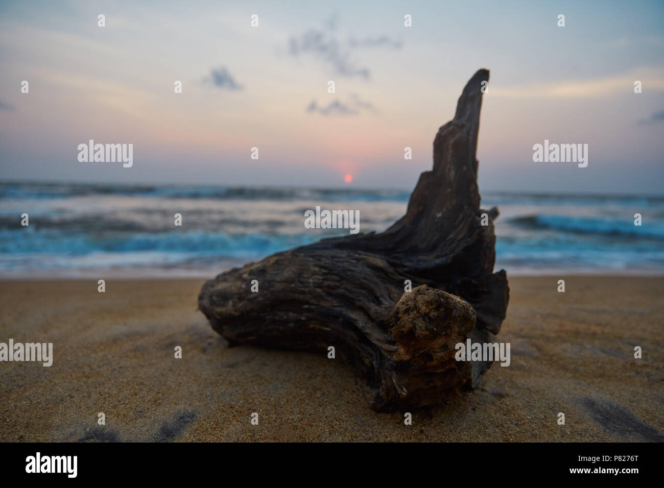 Log logs beach sunset sand ocean hi-res stock photography and images ...