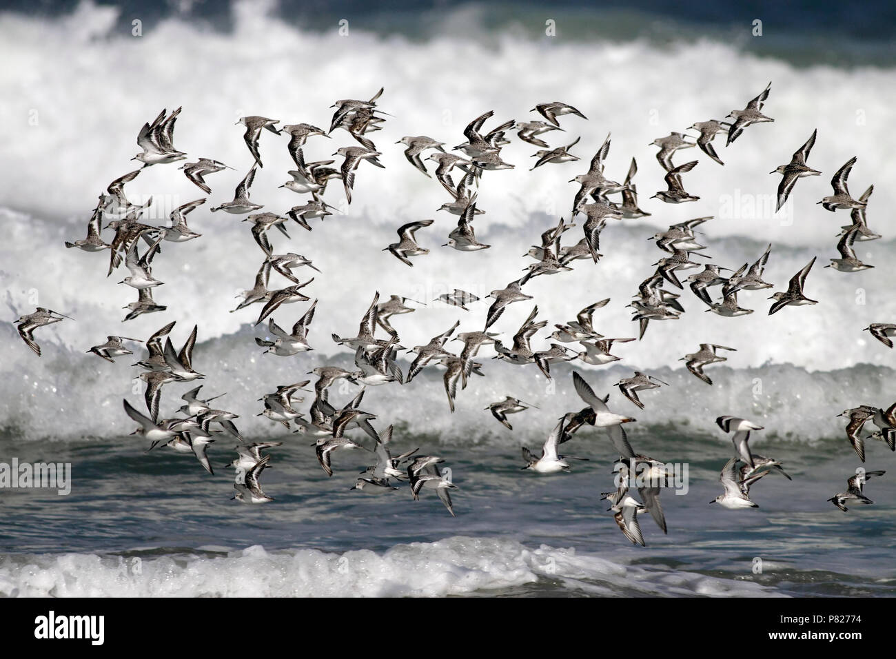Flock of little shorebirds - sea birds - flying over waves in a seaside ...
