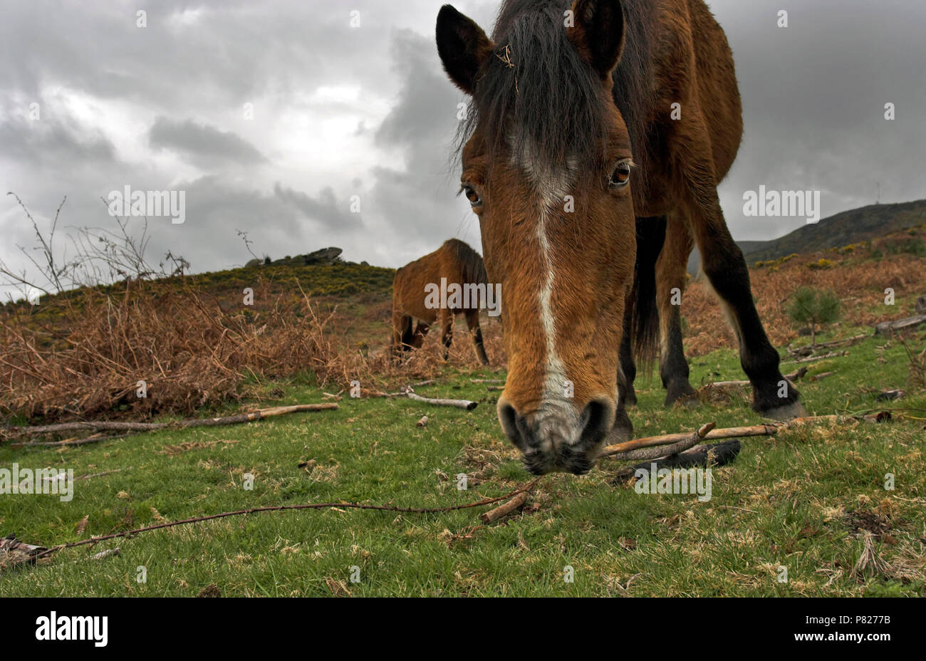 Garrano hi-res stock photography and images - Alamy