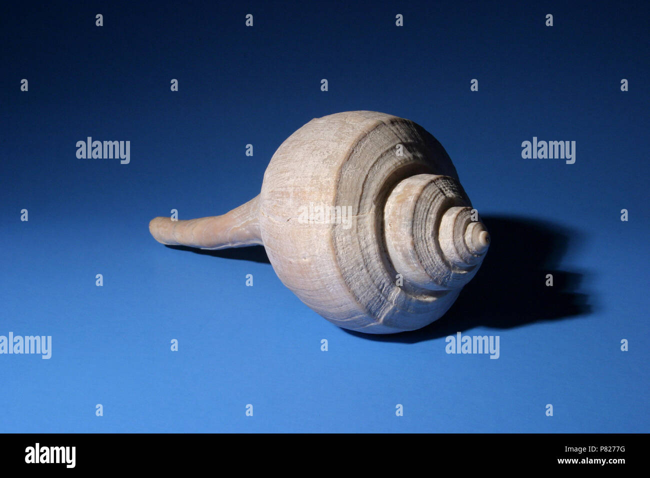 Conchshell hi-res stock photography and images - Alamy