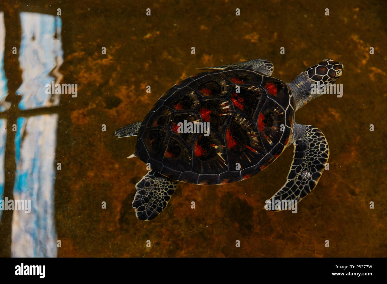 Giant rare turtle with red dot shield in the water Stock Photo - Alamy