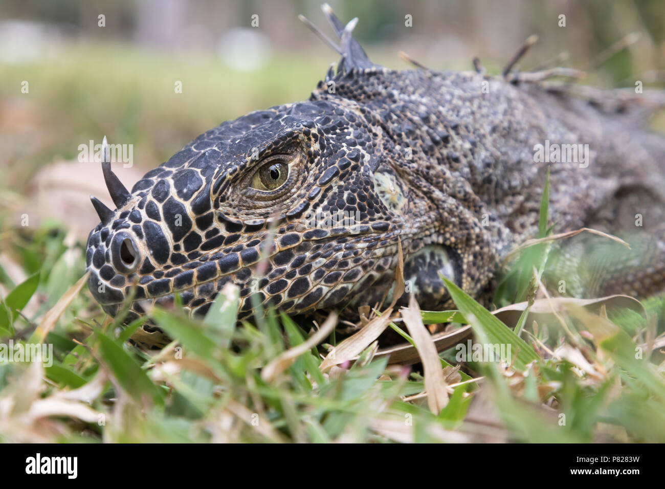 Los mochis hi-res stock photography and images - Alamy
