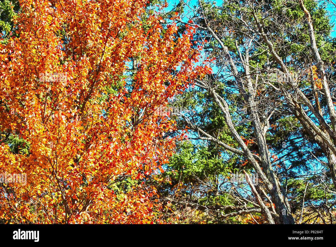 Views of Canada during different seasons Stock Photo - Alamy