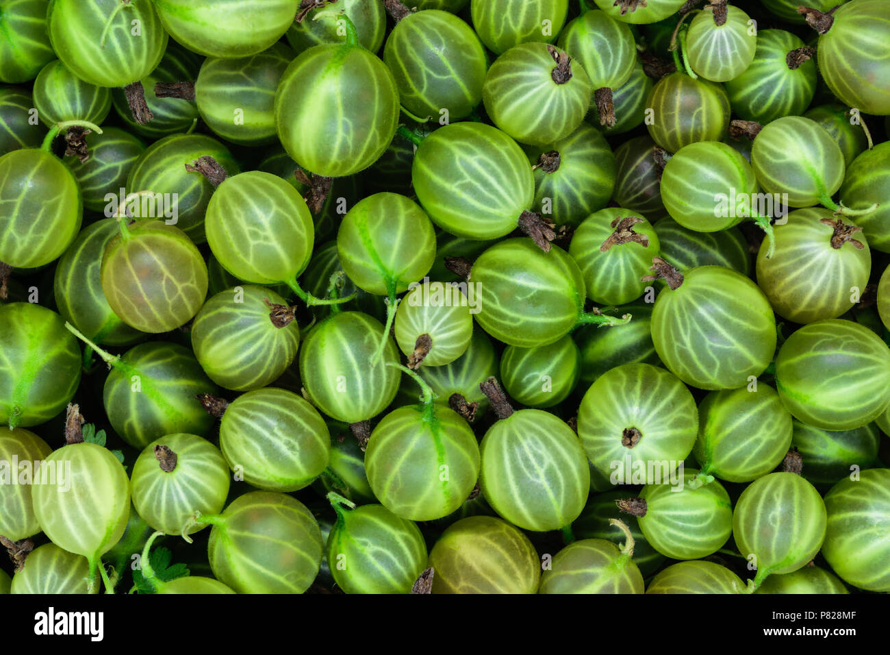 Clear and sharp close up view of fresh green gooseberries background ...