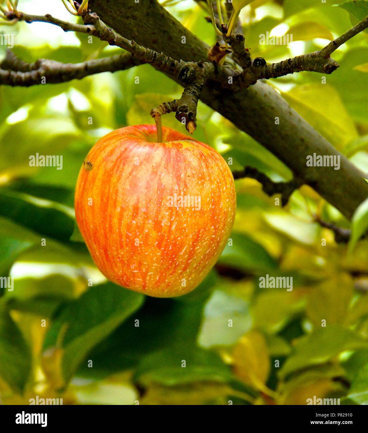 Honey crisp apple hi-res stock photography and images - Alamy