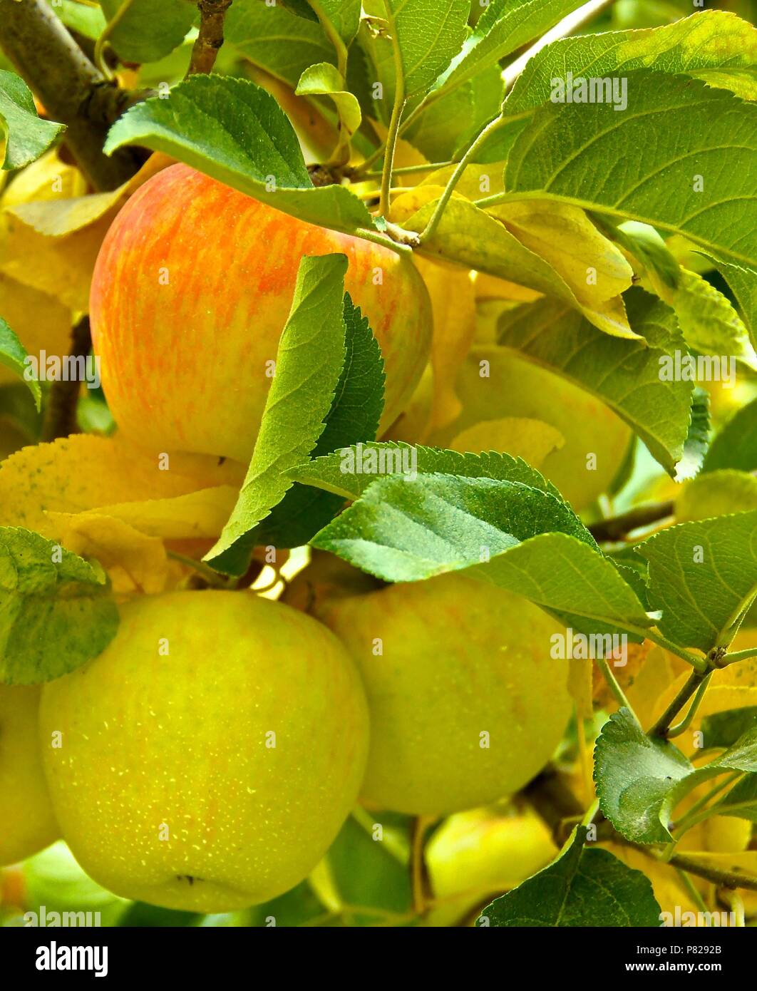 Honey Crisp apples ready to pick Stock Photo - Alamy