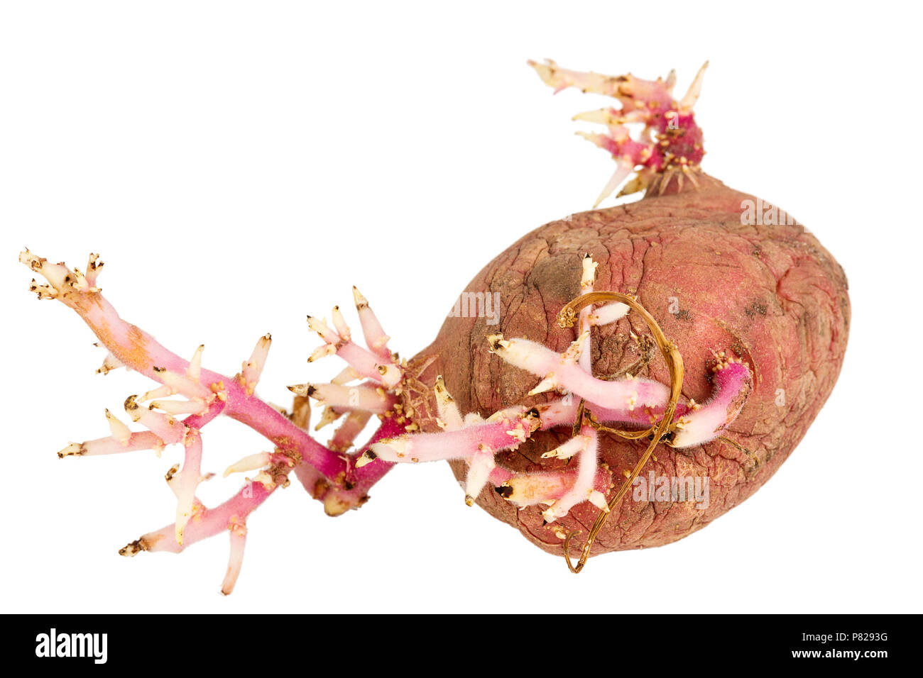 Old germinated pink potato isolated on white background. Big sprouts ...