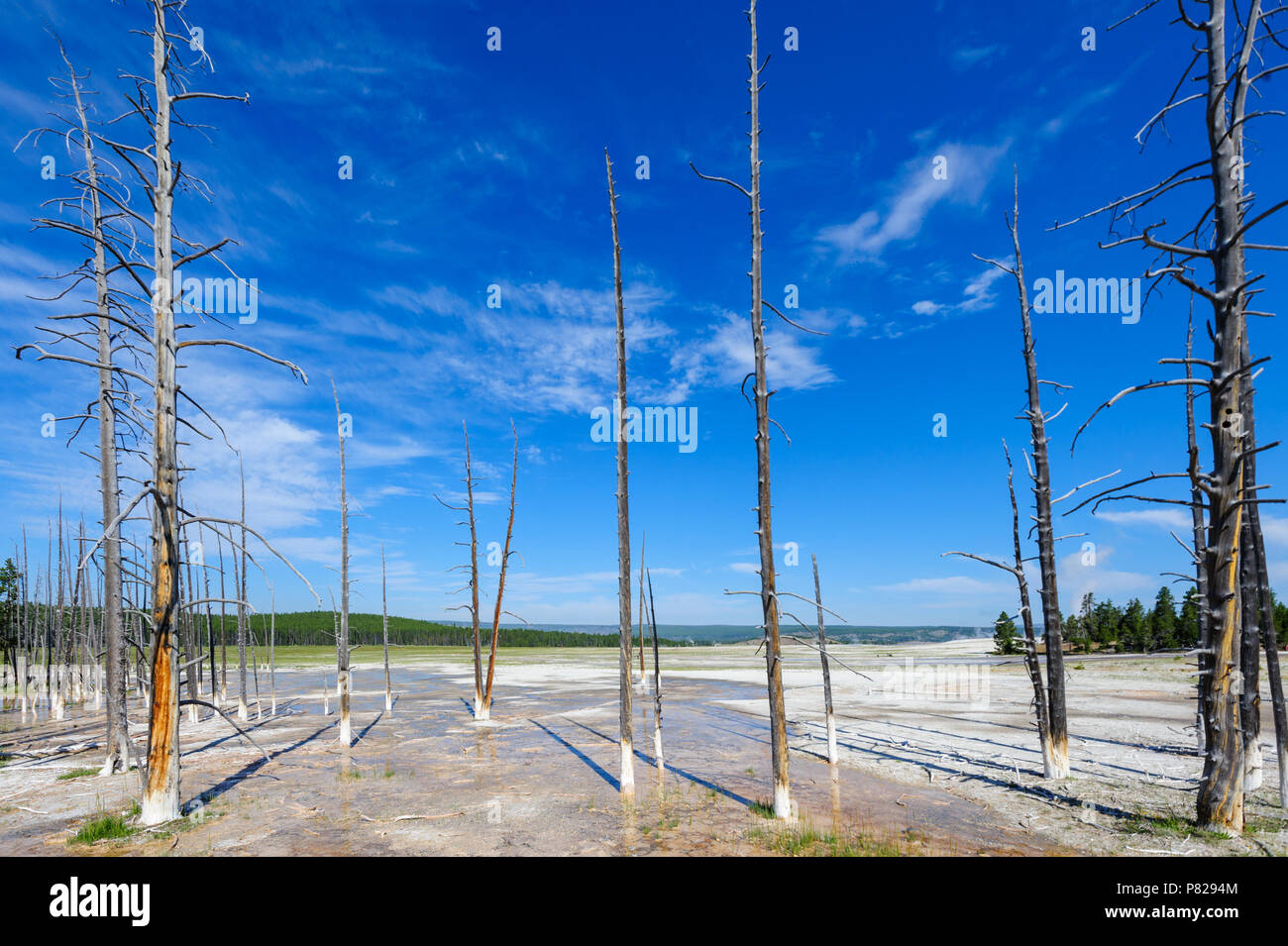 Dead Trees in the Norris Geyser Basin Stock Photo - Alamy