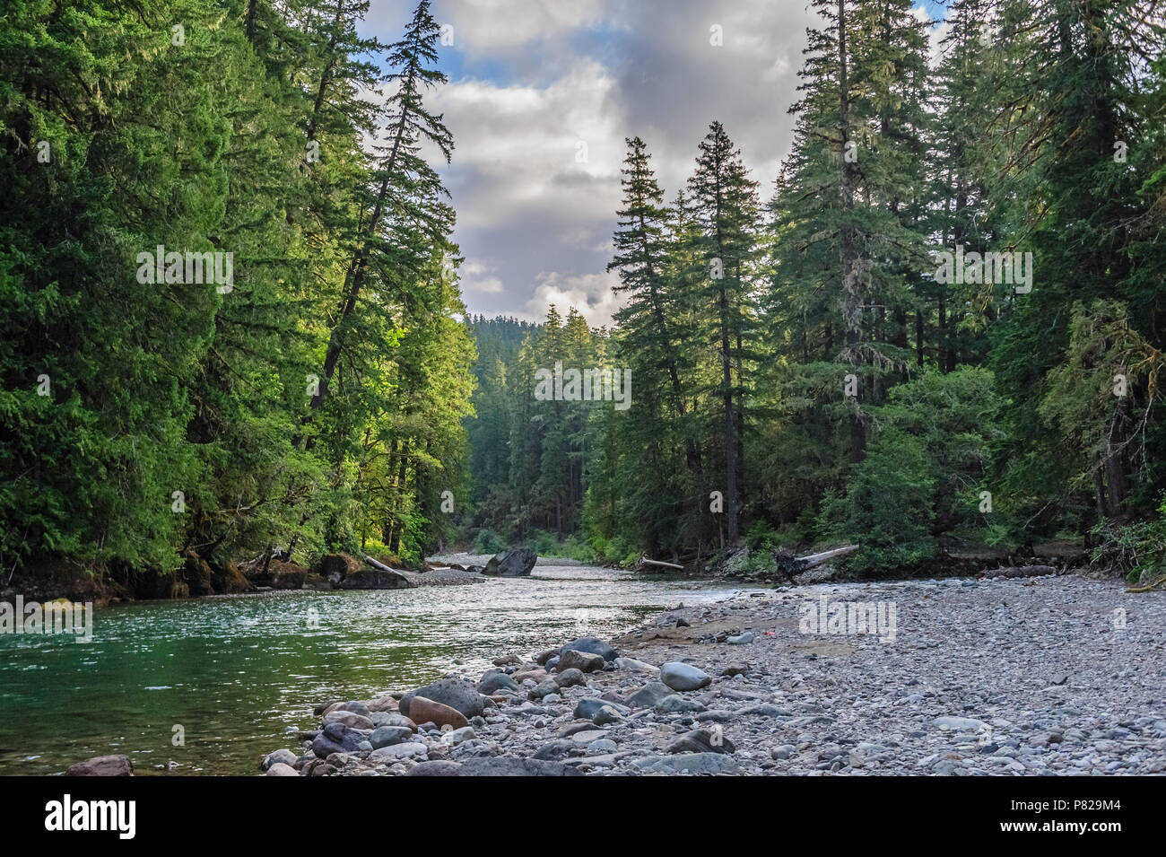 The Cowlitz River Stock Photo - Alamy