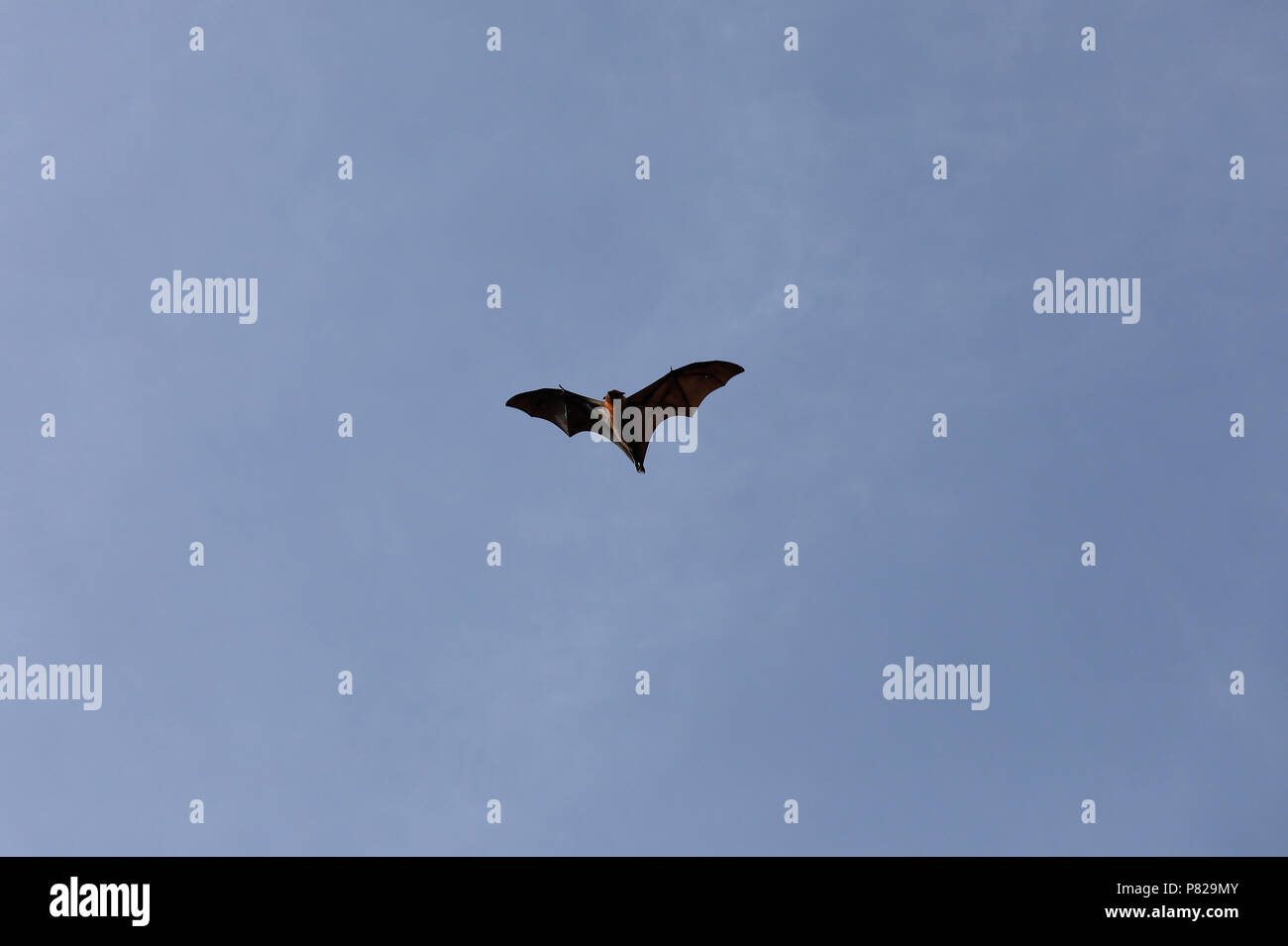 Megabat eating hi-res stock photography and images - Alamy