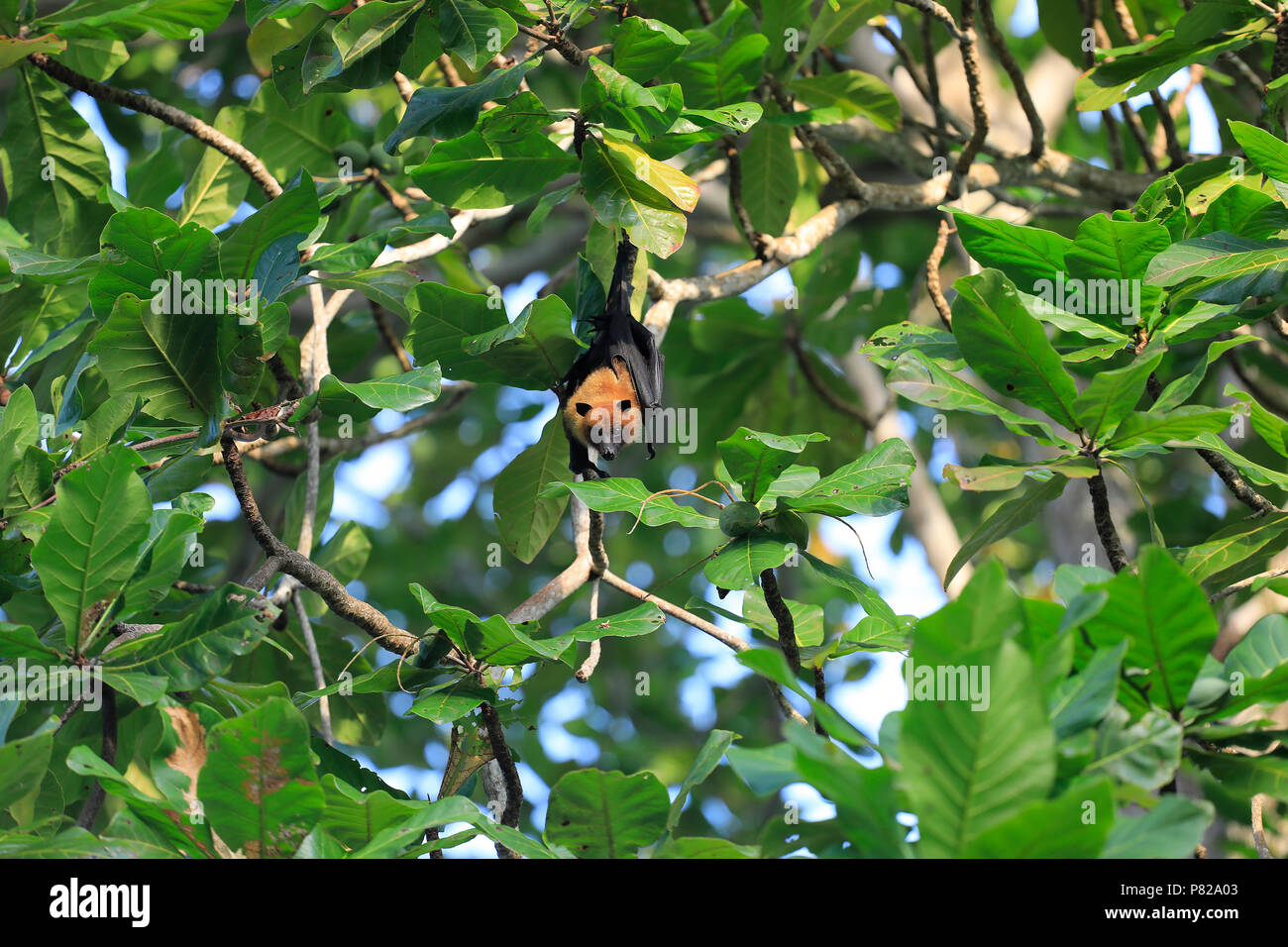 Megabat eating hi-res stock photography and images - Alamy